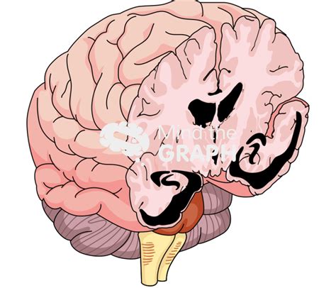 Free Brain Subgranular Zone Icons Symbols Pictures And Images Mind
