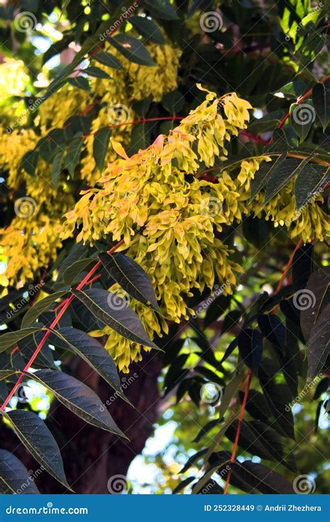 What Is Varnish Tree At Stuart Witt Blog