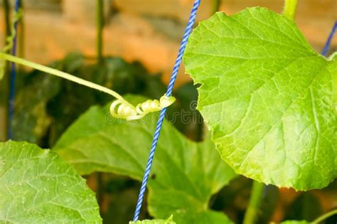 The Tendrils Of The Melon Plant Grip The Rope Supporting The Plant