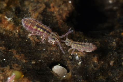 Real Monstrosities Springtail