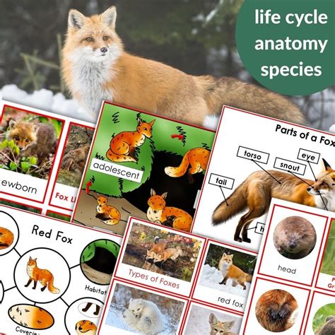 Fox Anatomy