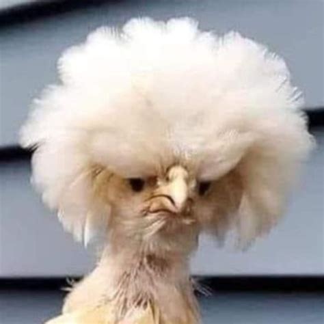 Funny Boss Level Chicken Energy Animal Pfp Matching Pfps