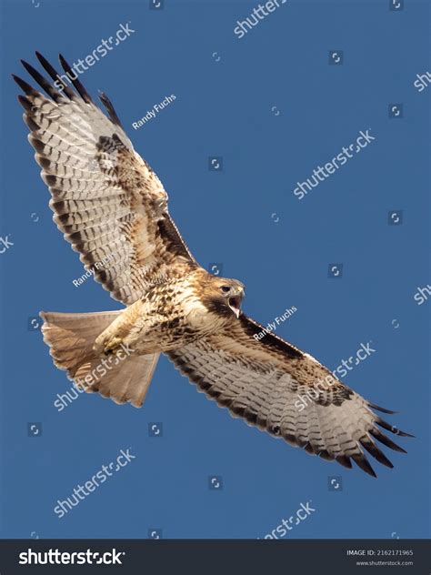 Red Tailed Hawk Wings