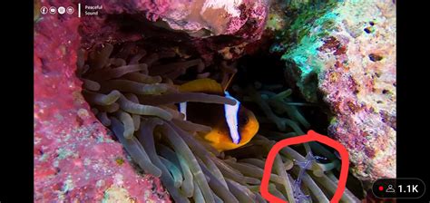 Can Someone Identify This Floating Thing Rmarinebiology