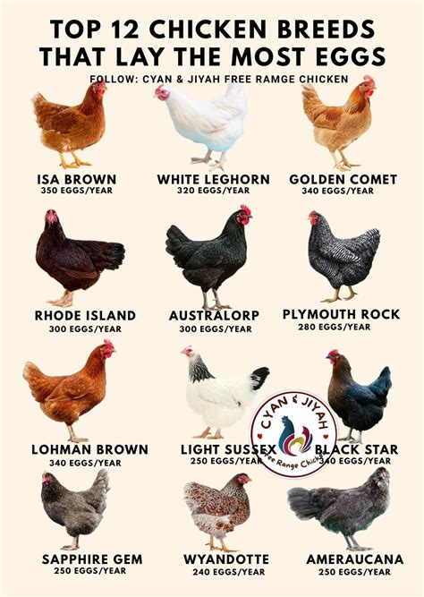 Cyan Top 12 Egg Laying Chicken Breeds Approx Eggsyear Isa Brown