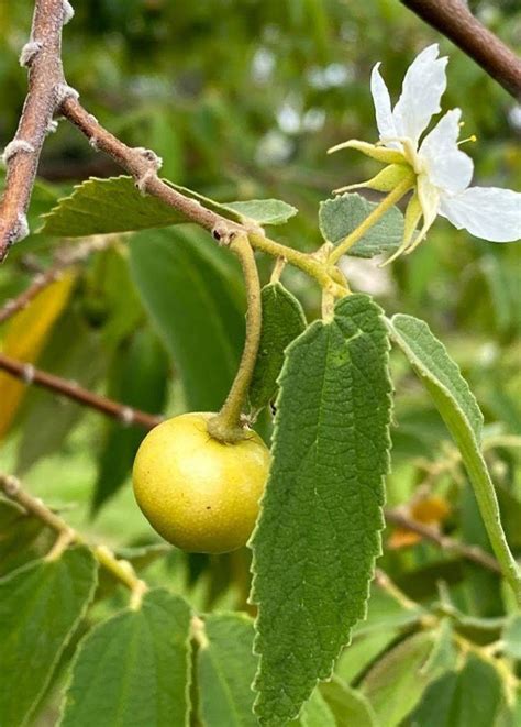 Cotton Candy Tree Muntingia Calabura Yellow Fruit Jamaican Cherry