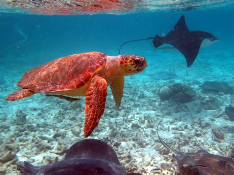 Loggerhead Sea Turtle Habitat Sea Turtle Conservancy Our Save The