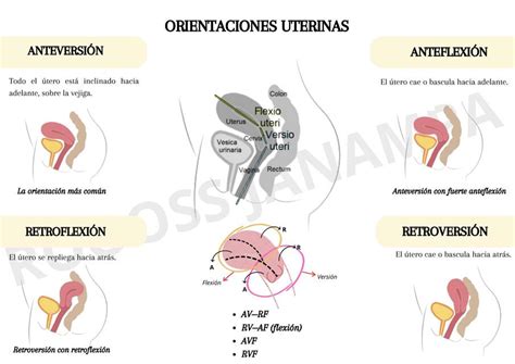 Anatomía Del útero Rooss Pamell Janampa Calle Udocz