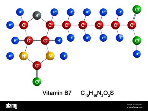 Vitamin B7 Main Function At Katherine Edmunds Blog