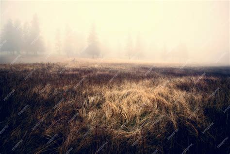 Premium Photo Fog Almost Obscuring Pine Trees Light Falling On A