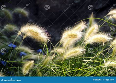 African Grass Stock Image Image Of Bushes Blade Grass 5692021