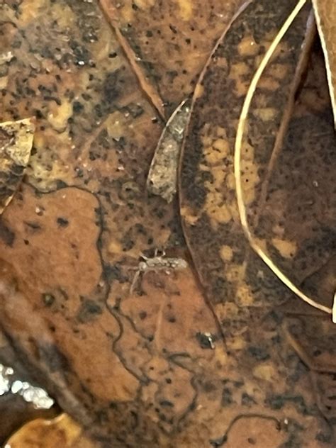 Id Big Sur California R Springtail