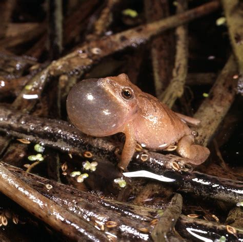Spring Peeper Frog Spring Peeper Pa Herp Identification