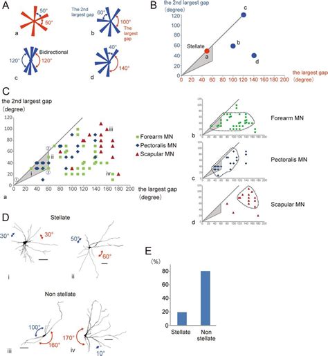 Quantitative Analysis Of Gaps In Dendritic Fields A Schematic