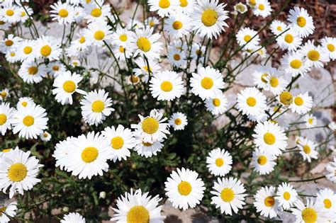 Free 꽃 프래임 Flower Images Pixabay