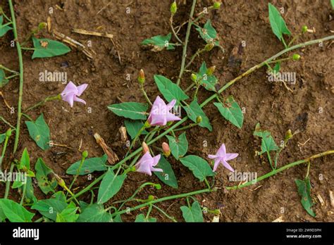 Field Bindweed Or Convolvulus Arvensis European Bindweed Creeping Jenny