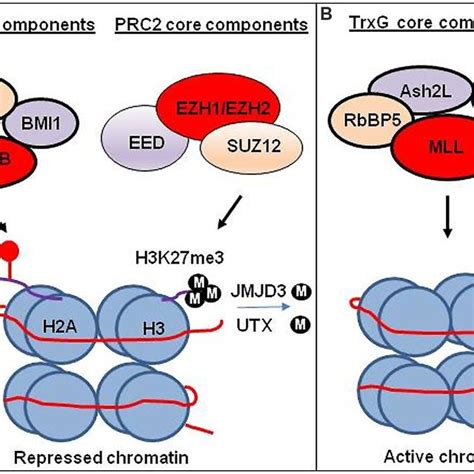 List Of Ezh2 Regulated Genes Download Table