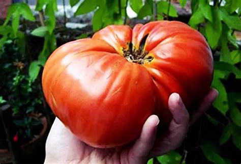 El Tomate ¿es Una Verdura Hortaliza O Una Fruta Infoagro