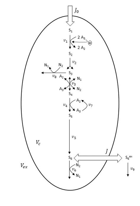 How To Model Metabolic Reaction Networks With COMSOL COMSOL Blog