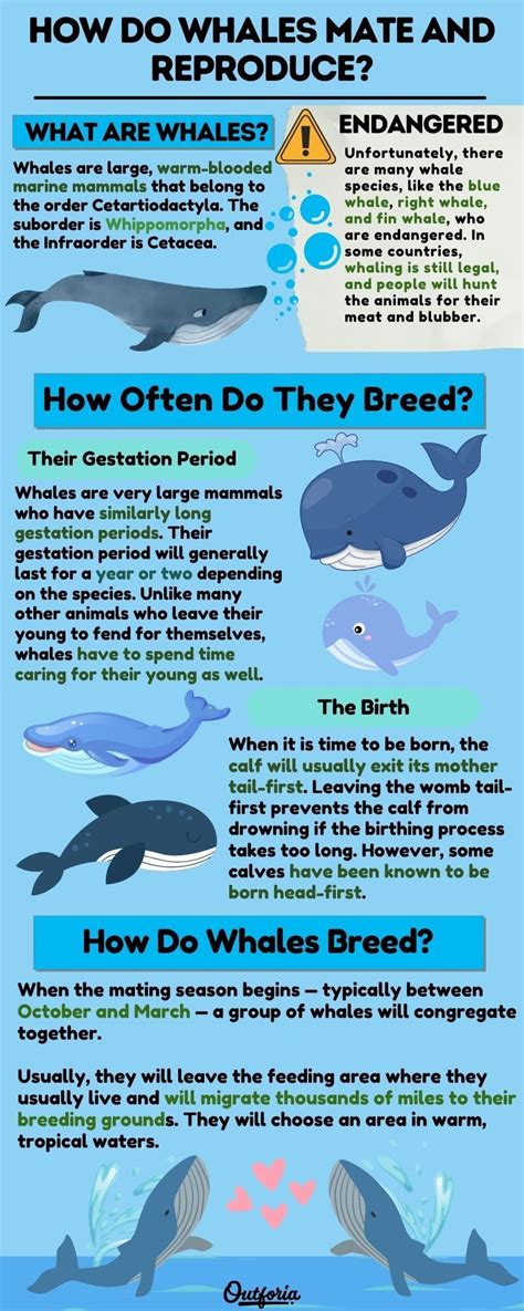 Whales All Species Artofit