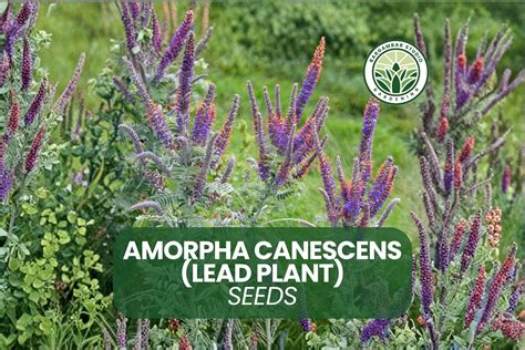 Lead Plant Seeds 50 Amorpha Canescens Native Purple Wildflower Etsy