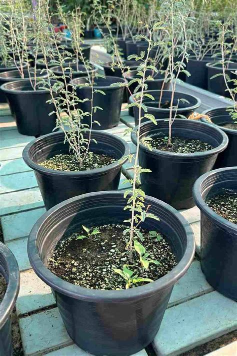 Buy Ghaf Mini National Tree Of Uae Plantshop Me