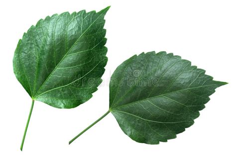 草本植物高清图片 玫瑰茄 玫瑰茄图片免费下载 5129915371 千图网pro