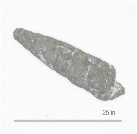 Gastropod Nerinea Volana Del Rio Formation Member Collections The Fossil Forum