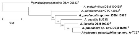 Acinetobacter Nematophilus Sp Nov Alcaligenes Nematophilus Sp Nov