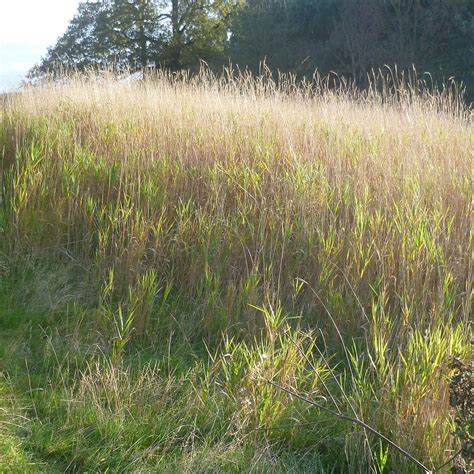 Reed Canary Grass Seed 2 5kg Per Acre