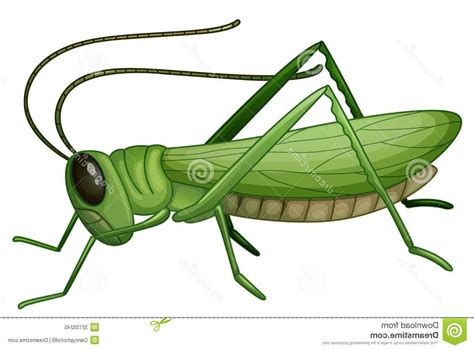 Grasshopper Line Drawing At Getdrawings Free Download