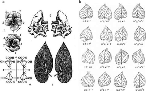 A Urmantsevs Parallel In The Arrangement Of Parts Of Biological