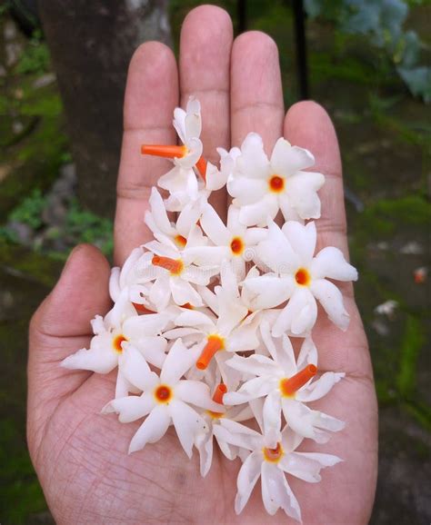 Parijat Flower On Hand Stock Image Image Of Parijatflower 347936321