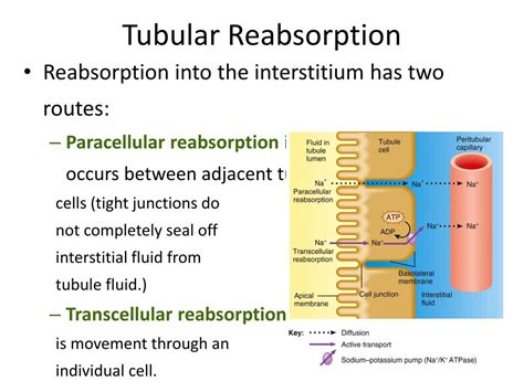 Ppt Glomerular Filtration Powerpoint Presentation Free Download Id 4136850
