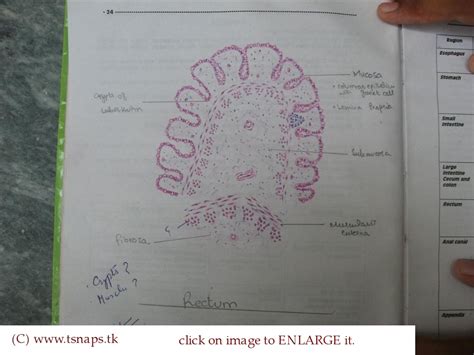 Histology Slides Database Histological Diagram Of Rectum