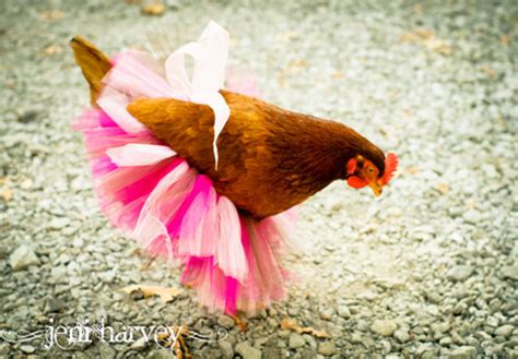 Crazy Chicken Stuff Diapers Harnesses And Costumes Redeem Your