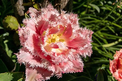 🎖 Fleco Mariposa 7 Trucos Para Cuidar Tu Planta De Forma Efectiva