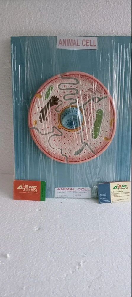 A One Science Animal Cell Model At ₹ 385piece Physics Models In