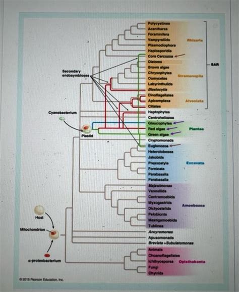 Solved Now Use The Phylogenetic Tree To Determine Which