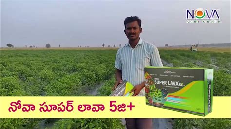 Happy Farmer Alli Ranjith Garu Nova Super Lava 5g Chilli Crop Youtube