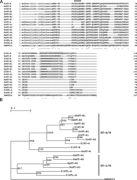 Amino Acid Sequence Alignment And Phylogenetic Tree Of Ht Like