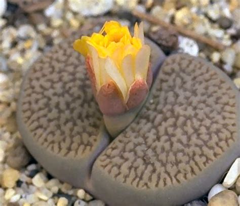 Lithop Just Flowering By Rlkrich On Deviantart