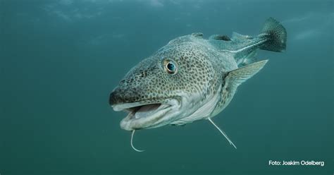 Deep Dive The Inflows That Shape The Baltic Sea Balticwaters