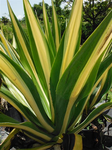 Furcraea Foetidamauritius Hemp 005 Richard Lyons Nursery Inc