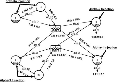 Compartmental Model For Metabolism Of Preb 1 And A Hdl In African Green