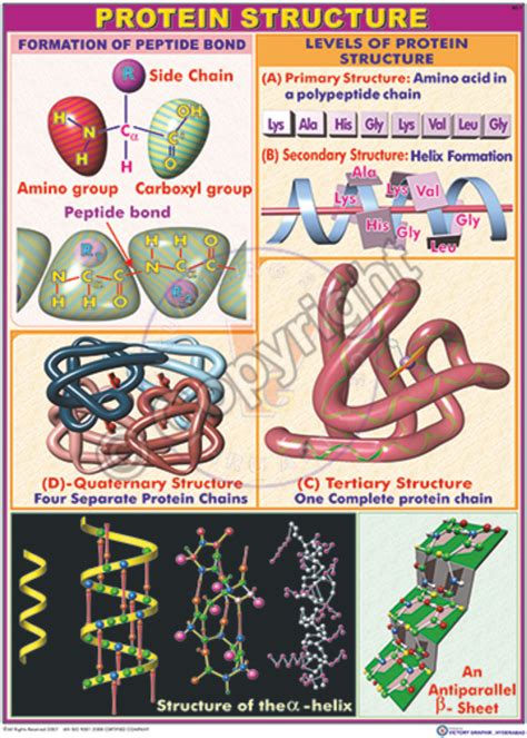 Protein Structure Chart At ₹ 320piece Bio Chemistry Bio Technology