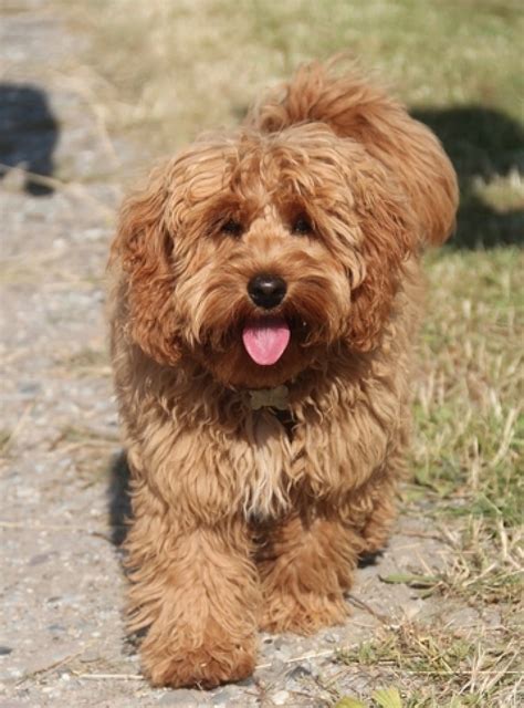 Golden Cavapoo The Adorable And Loyal Companion You Need Dogcarelife