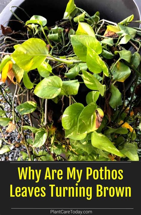 Why Is My Moss Plant Leaves Turning Brown At Victoria Black Blog