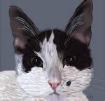 Red Eyed Tree Frog Drawings SketchPort