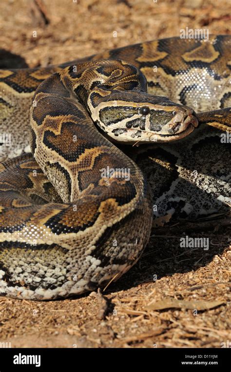 African Rock Python Python Sebae Pythonidae Pokot Tribe Land Kenya